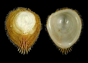 马掌螺总科 Hipponicacea 蓝色动物学（中国动物学科普）